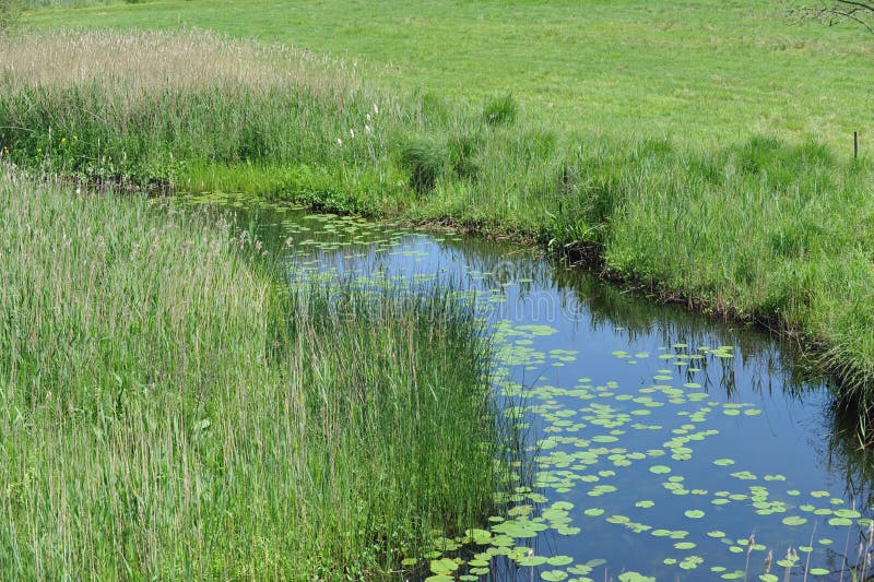 Small river stock image. Image of season, flower, rural - 14687977