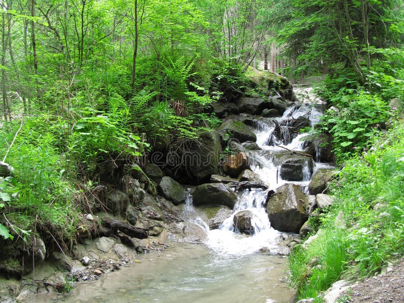 Small river in a forest stock image. Image of beech, hornbeam - 31344529