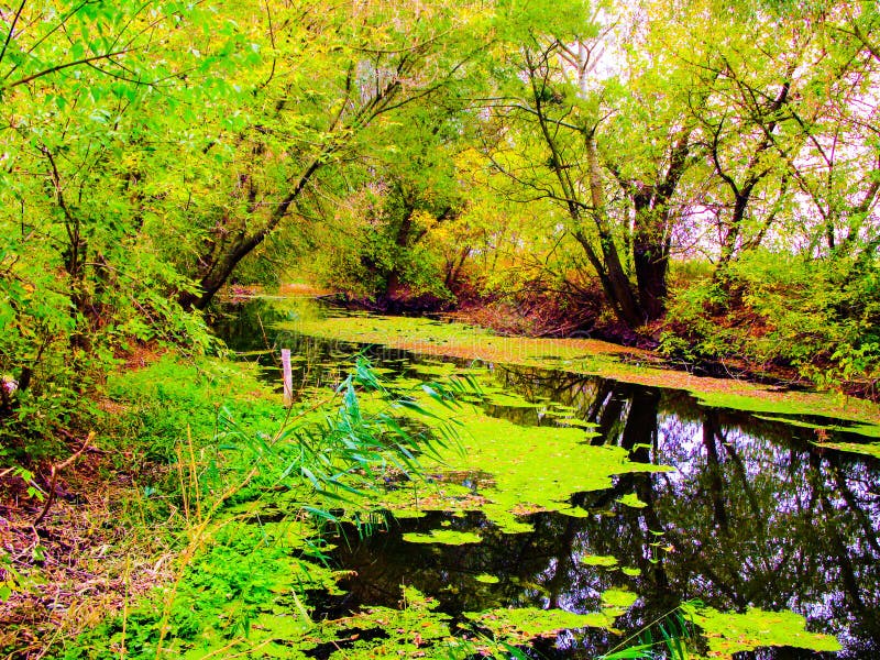 A Small River in the Autumn Forest Stock Image - Image of foliage, lake ...