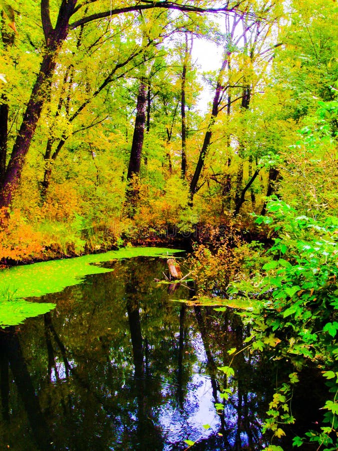 A Small River in the Autumn Forest Stock Image - Image of lake, tree ...