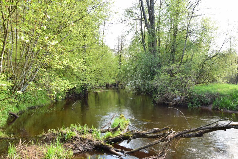 Small river stock photo. Image of evening, nature, landscape - 99141286