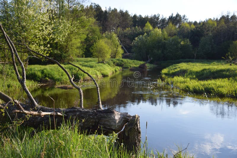 Small river stock photo. Image of beautiful, plants, nature - 99141384