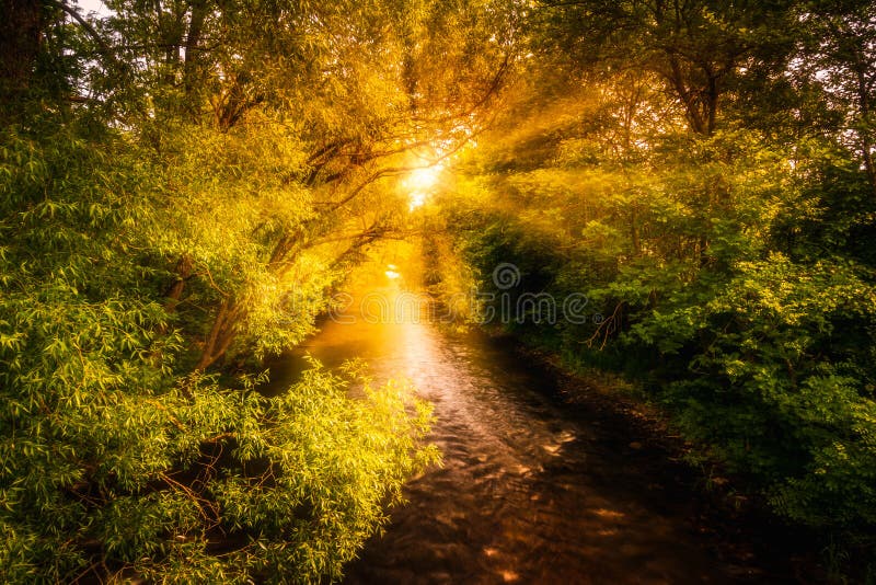 A brook at sunrise stock photo. Image of travel, forest - 117059294