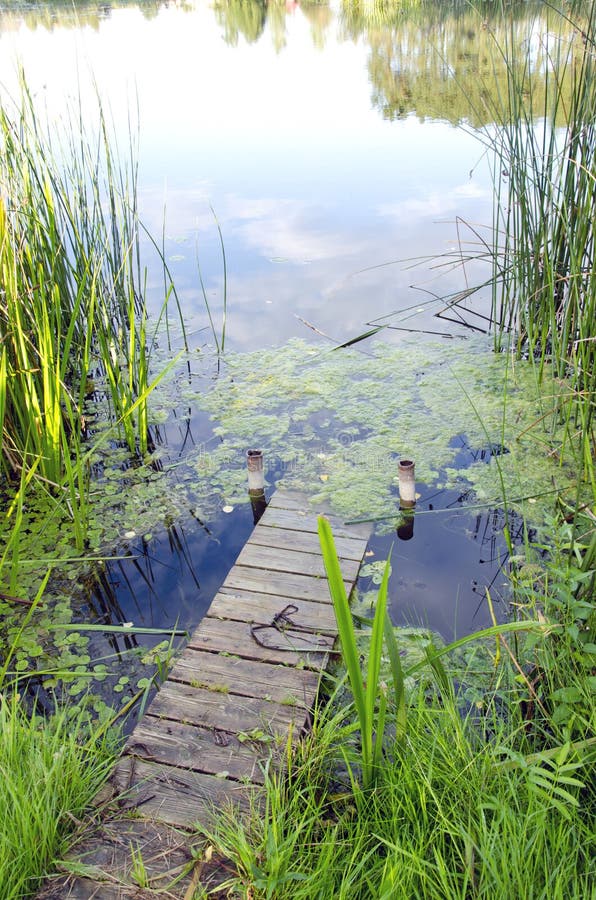 Small River Bridge. Natural Green Water Flora Stock Photo - Image of ...