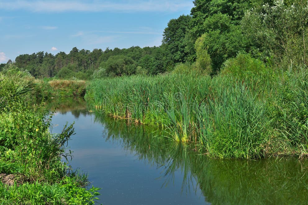 Small river stock photo. Image of landscape, reflection - 48561000