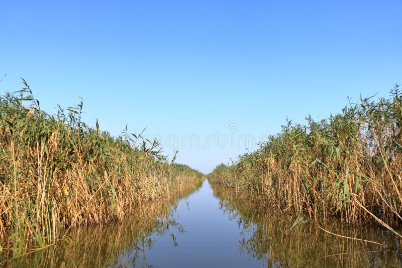 A Small River Channel in the Danube Delta Stock Photo - Image of ...