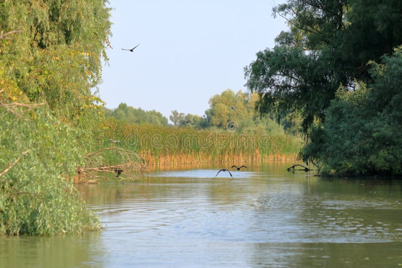 A Small River Channel in the Danube Delta Stock Image - Image of quiet ...