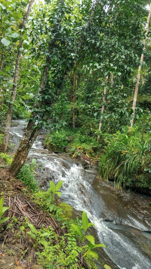Small River, Clear Water Flow in Tropical Rainforest Stock Photo ...