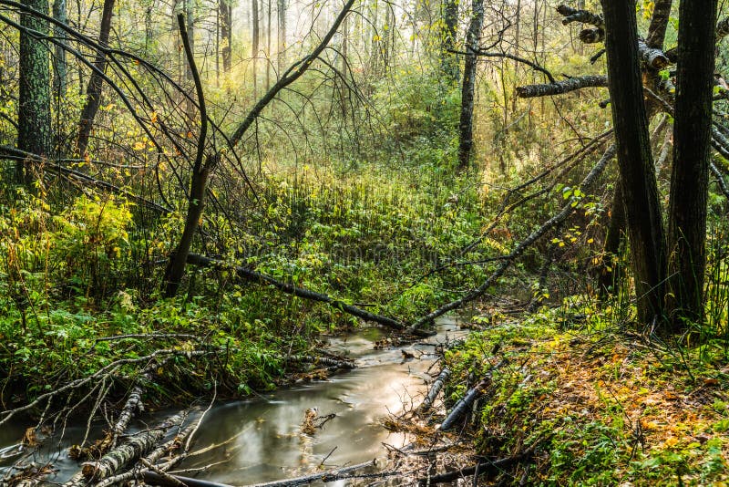 Small River in the Dark Forest Stock Image - Image of environment ...