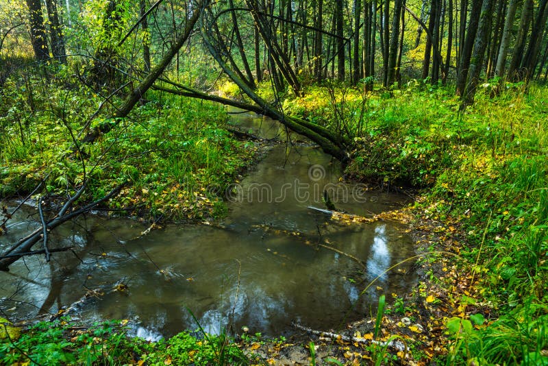 Small River in the Dark Forest Stock Image - Image of stream ...