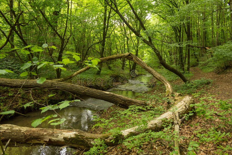 A Small River Deep in the Green Forests of Bulgaria in Spring Rainy Day ...