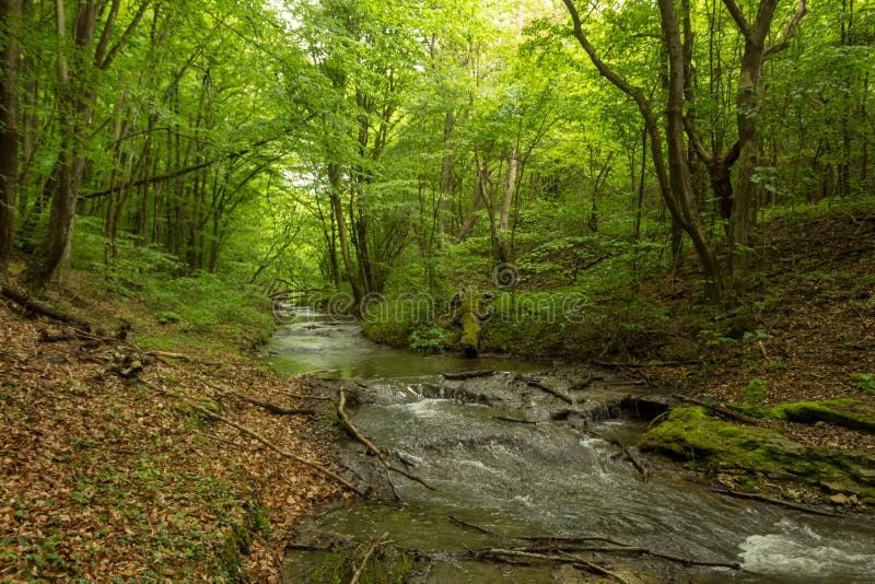 A Small River Deep in the Green Forests of Bulgaria in Spring Rainy Day ...