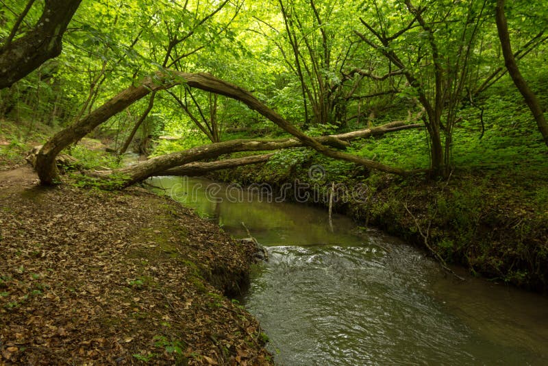 A Small River Deep in the Green Forests of Bulgaria in Spring Rainy Day ...