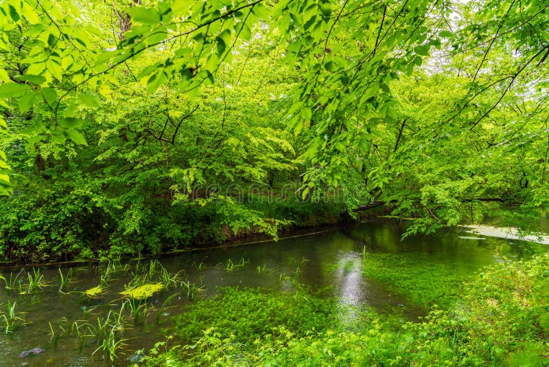Small River in Dense Green American Jungle Stock Photo - Image of ...