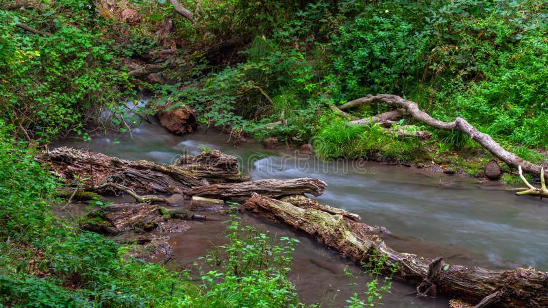 Small River In A Dense Green Forest Stock Image - Image of fresh, calm ...