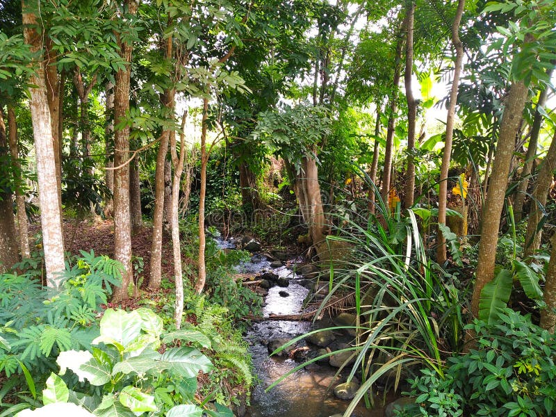 A Small River on the Edge of Village Forest Stock Image - Image of ...