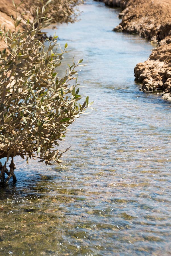 Small river stock photo. Image of rock, grass, small - 89426308