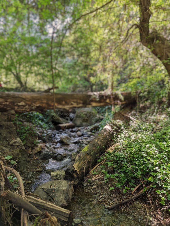 Small River with Fallen Logs Stock Image - Image of fallen, river ...