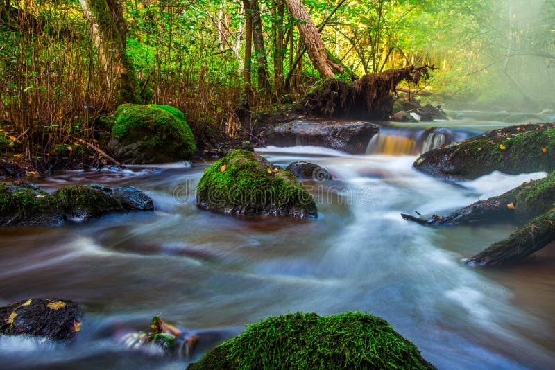Small river flow in forest stock photo. Image of flowing - 100073338