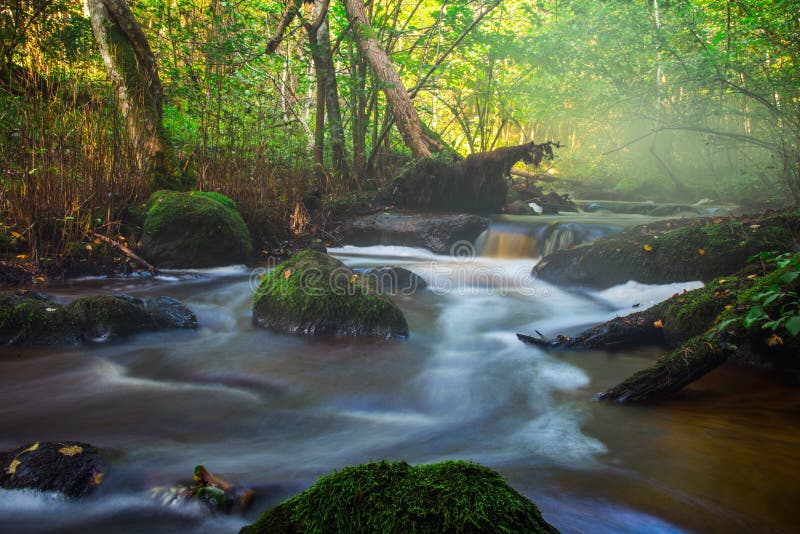 Small river flow in forest stock image. Image of cekone - 100073699