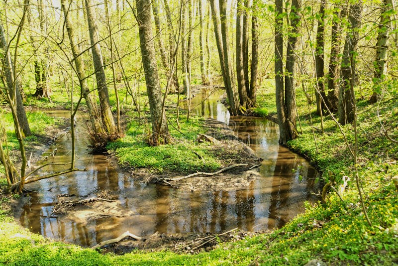 A small river stock photo. Image of nature, water, wilderness - 267745186