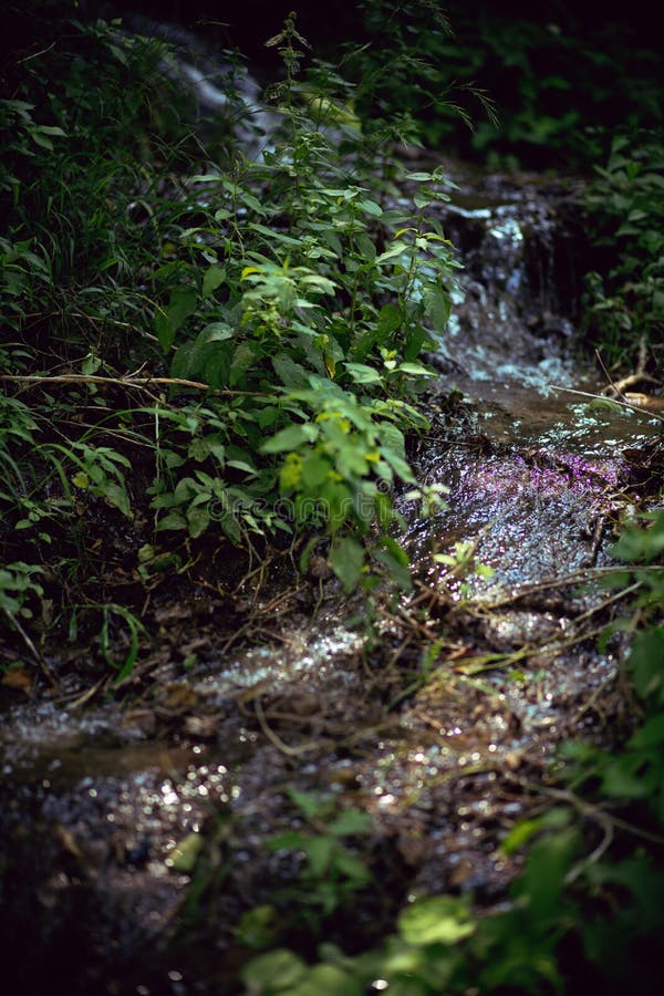 Small River that Flows through Grass Deep in the Forest. Stock Image ...