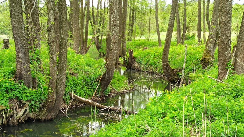 Small River Flows in Green Thickets. Narrow River in the Ukrainian ...