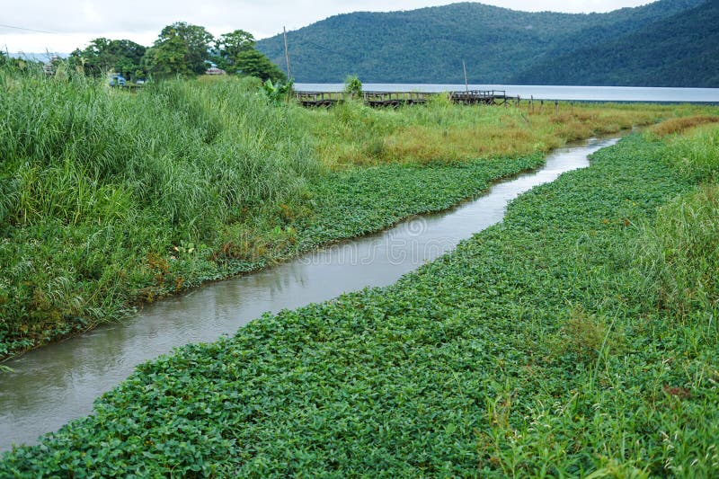 A Small River Flows into the Lake with Clear Water Stock Photo - Image ...