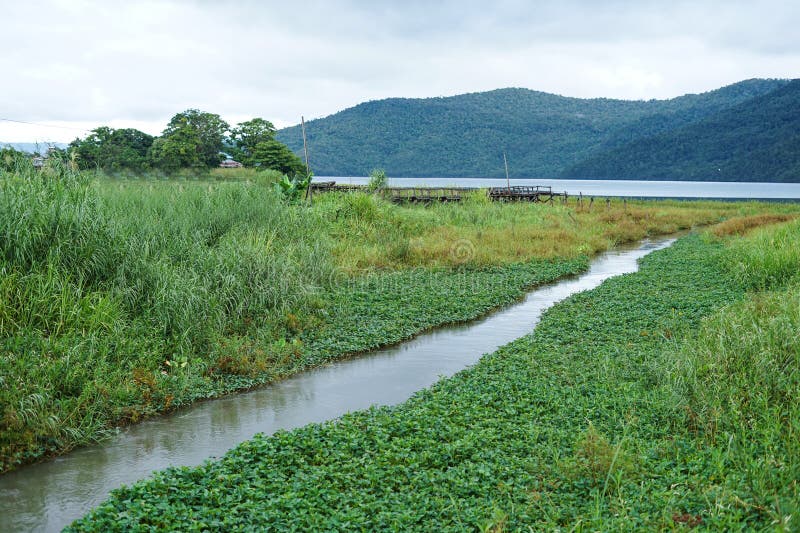 A Small River Flows into the Lake with Clear Water Stock Image - Image ...