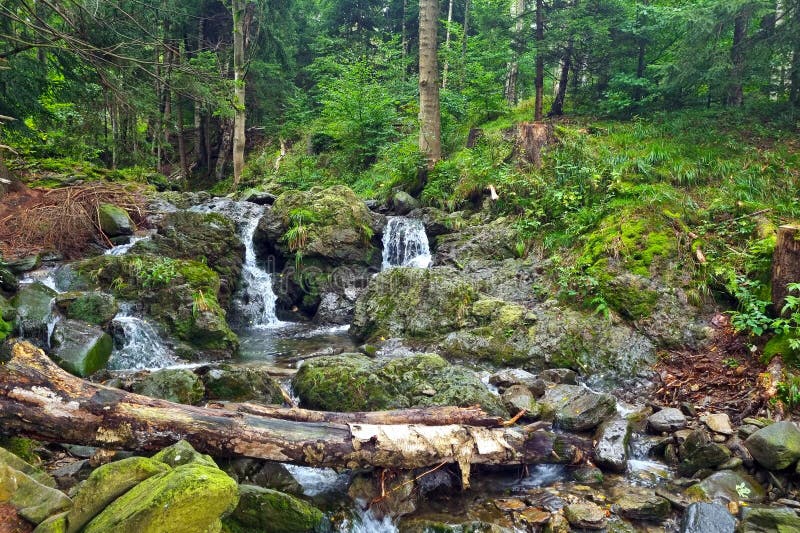 A Small River Flows Over the Rocks in the Green Forest. Stock Image ...