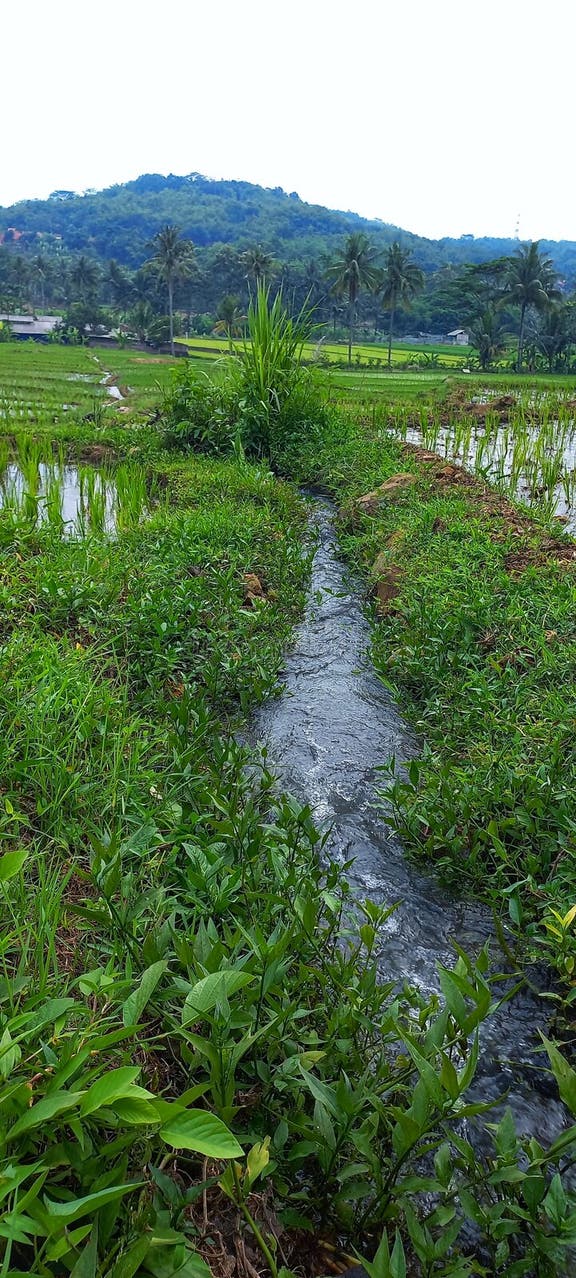 Small River that Flows through the Rice Fields Stock Photo - Image of ...