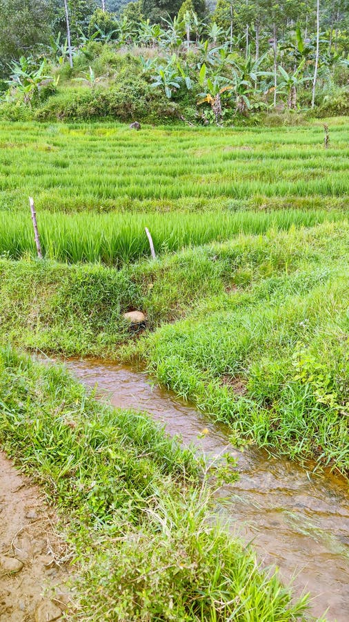 A Small River Flows through the Rice Fields. Portraits Stock Photo ...