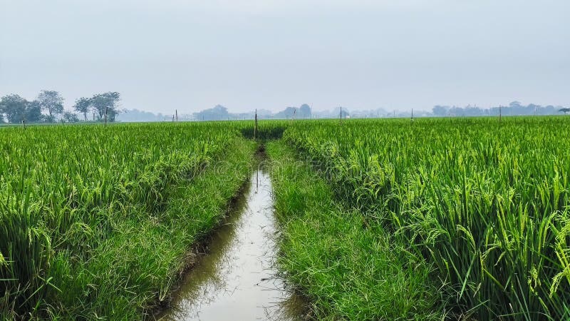 A Small River Flows between Two Green Rice Fields with Sunny Weather ...