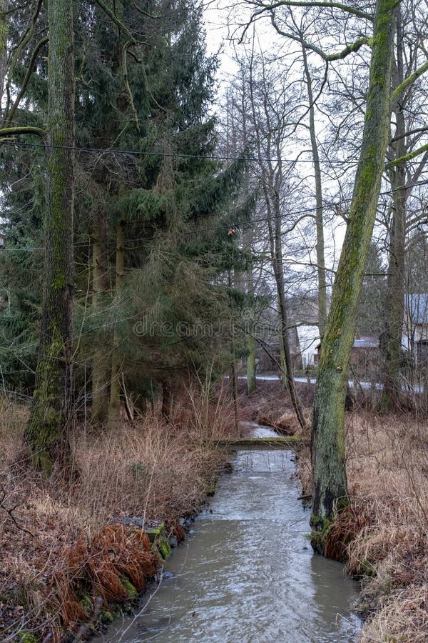Small River Flowing through Forest with Fallen Tree Stock Photo - Image ...