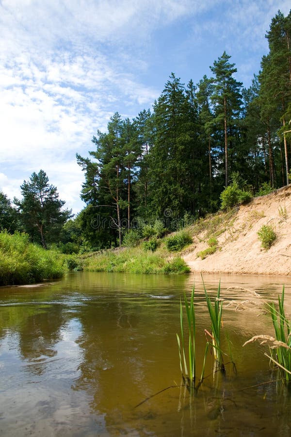 Small river in forest stock photo. Image of landscape - 13149268