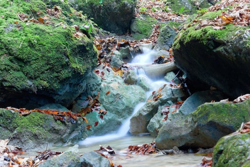 A small river in a forest stock photo. Image of river - 79772534