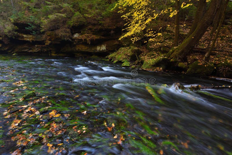 Small River in a Forest in Autumn Stock Image - Image of green ...