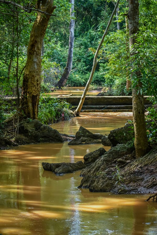 Small River in Forest. Bastar, Chhattisgarh, India Stock Image - Image ...