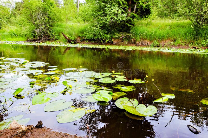 Small river in the forest stock photo. Image of motion - 104310670