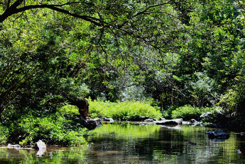 Small river in the forest stock image. Image of horizontal - 38134053