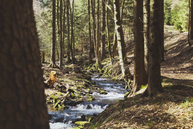 Small River through Forest with Rapids Stock Photo - Image of tree ...