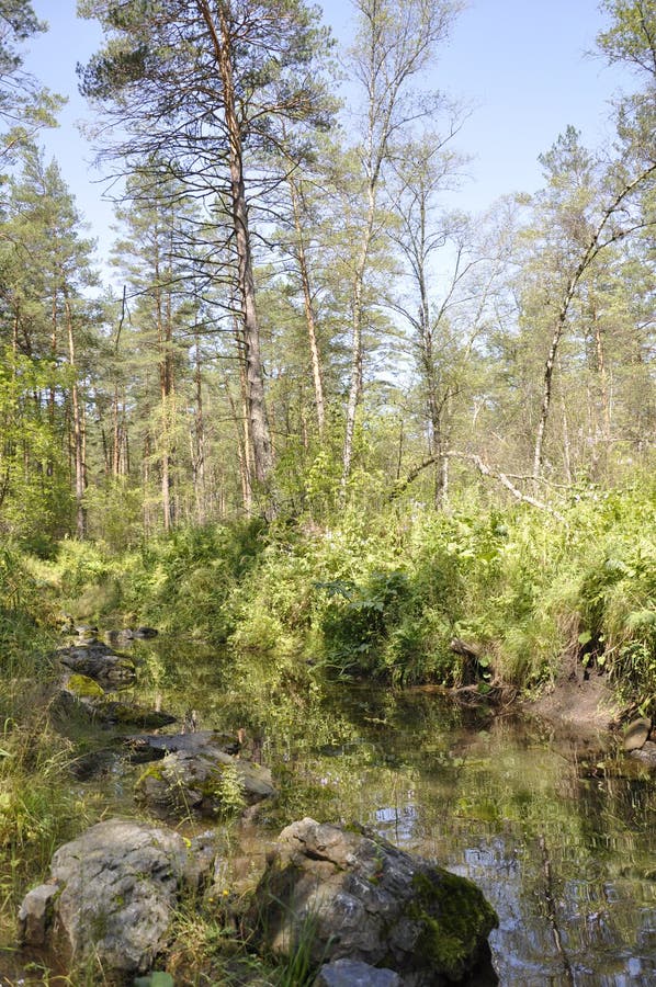 Small river in the forest. stock image. Image of bushes - 81212723