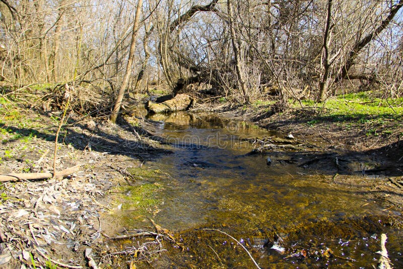Small river in the forest stock photo. Image of beautiful - 103112484