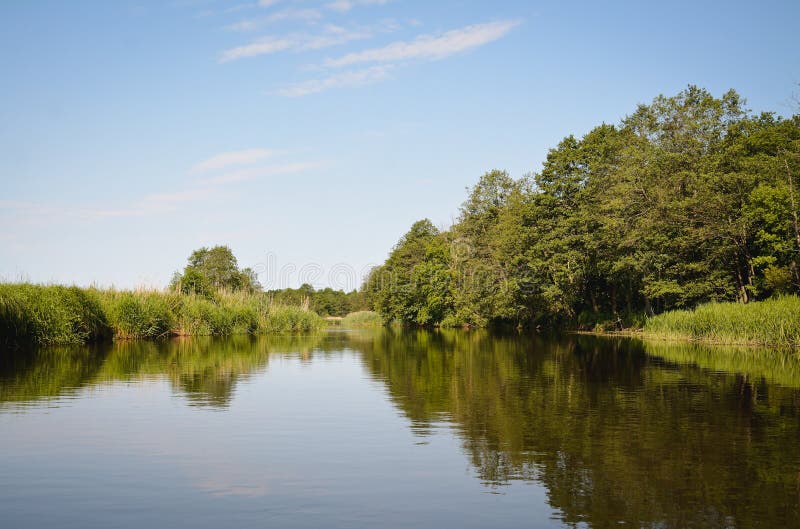 Small river in forest stock photo. Image of looking, field - 55291938