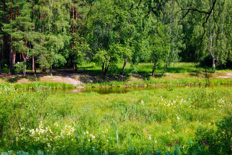 A Small River in the Forest in Summer Stock Image - Image of nature ...