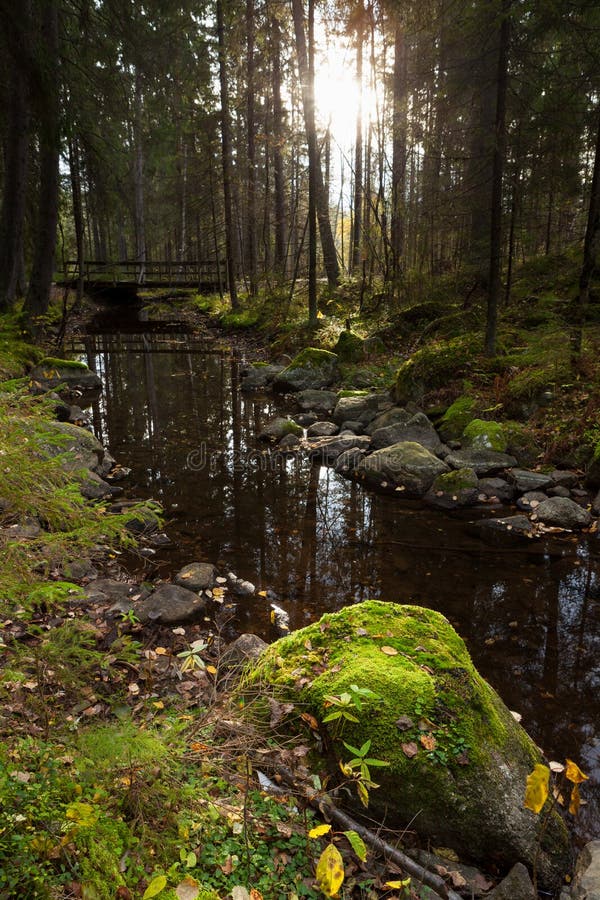 Small River In Forest And Sun Shining Through Trees Stock Image - Image ...