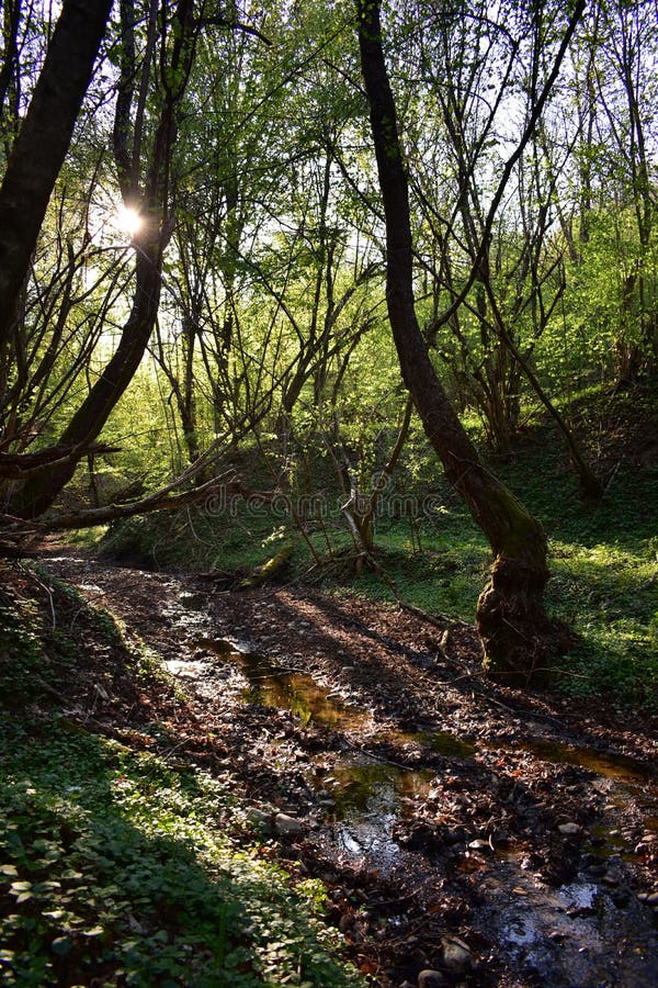 Small River through the Forest with Sunbeams in Spring Season Stock ...