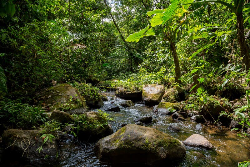 A Small River in the Green Dense Jungle Stock Photo - Image of flowing ...