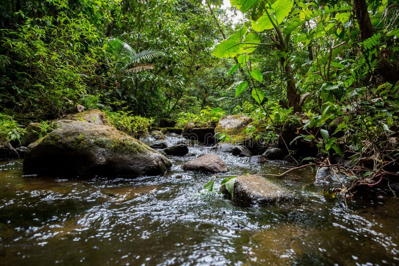 A Small River in the Green Dense Jungle Stock Photo - Image of central ...