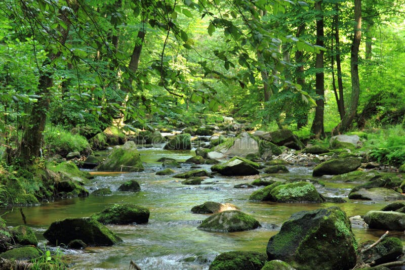 Small River in the Green Forest Stock Image - Image of malaysia ...